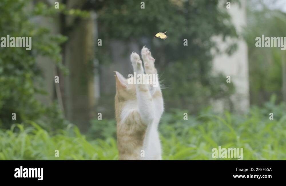 Catch the butterfly Stock Videos & Footage - HD and 4K Video Clips - Alamy