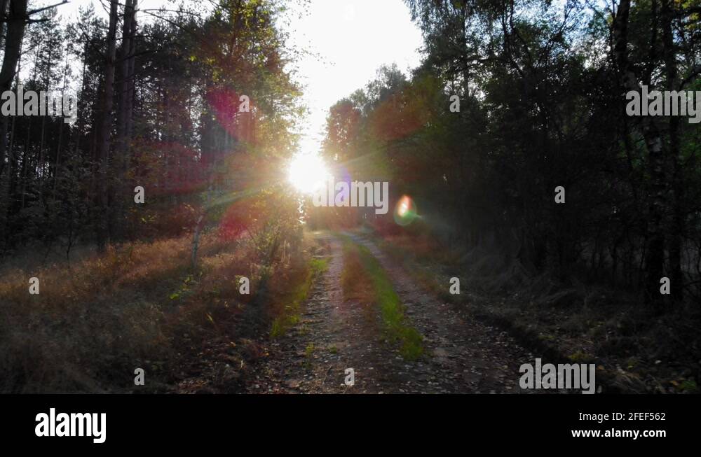 Walking forest path bright sunlight Stock Videos & Footage - HD and 4K ...