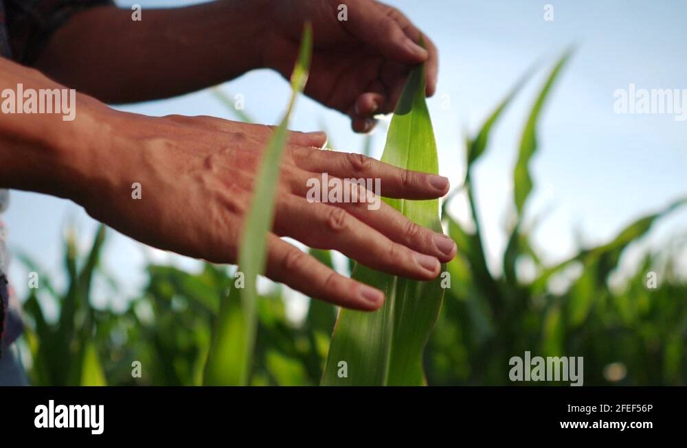 agriculture corn. environmental protection. man farmer a hand touches ...
