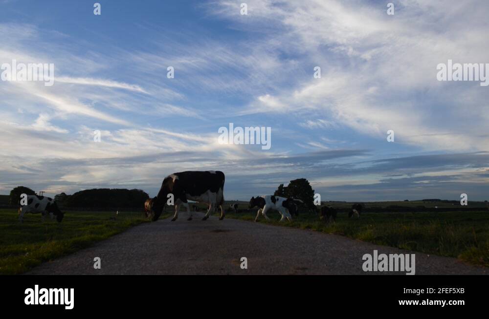 Cow isolated face front Stock Videos & Footage - HD and 4K Video Clips ...