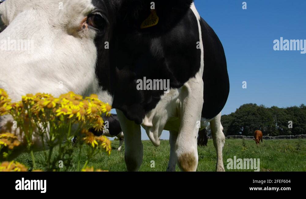 Meat smelling flower Stock Videos & Footage - HD and 4K Video Clips - Alamy