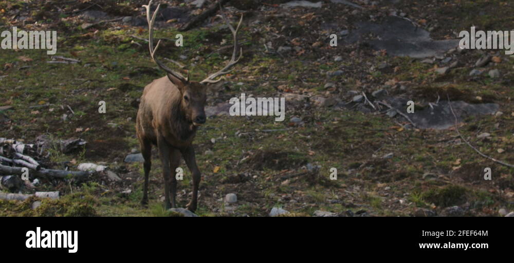 Elk mating season animal Stock Videos & Footage - HD and 4K Video Clips ...