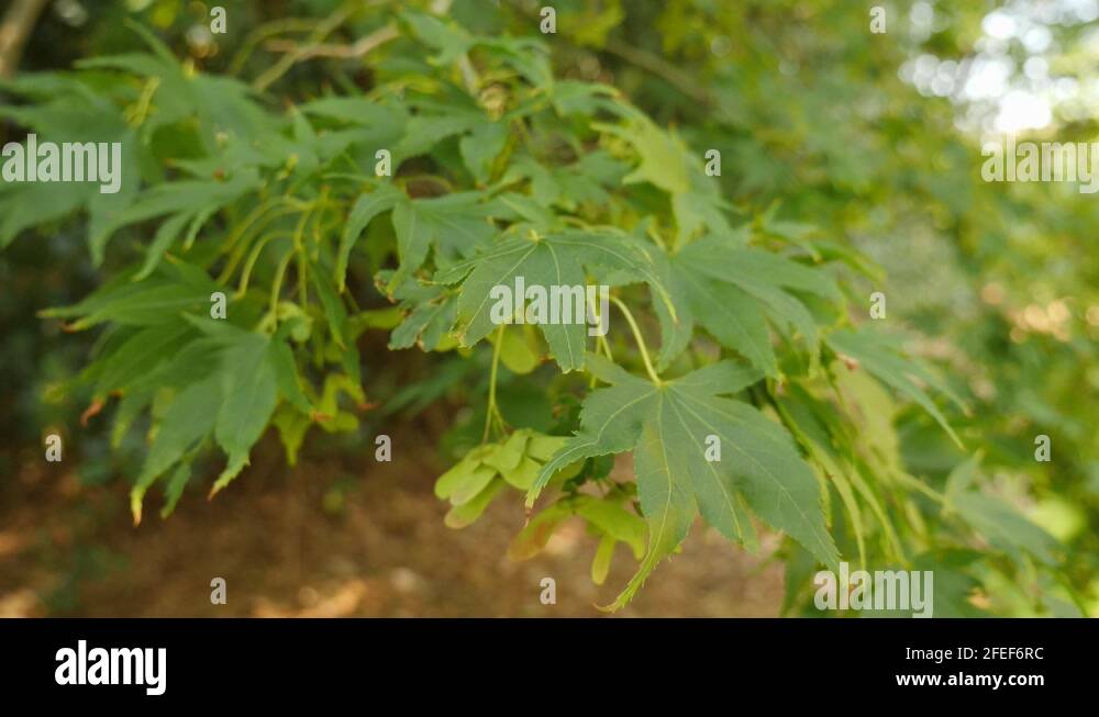 Winged seeds maple tree Stock Videos & Footage - HD and 4K Video Clips ...
