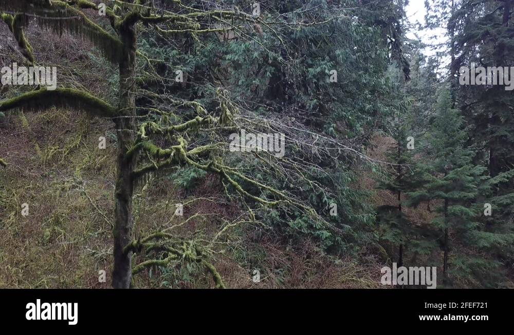 Rainforest lush trees Stock Videos & Footage - HD and 4K Video Clips ...