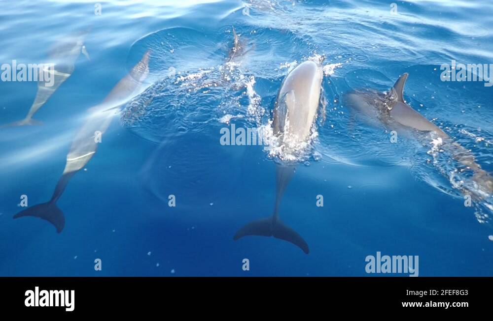 Dolphin riding bow wave Stock Videos & Footage - HD and 4K Video Clips ...