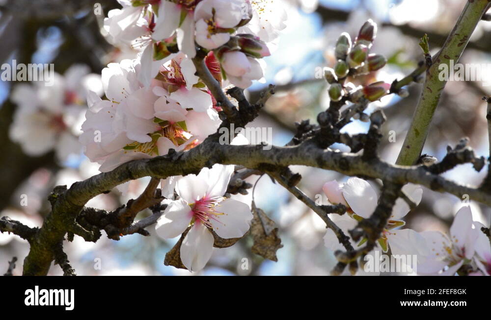 Flower meadow with almond tree Stock Videos & Footage - HD and 4K Video ...