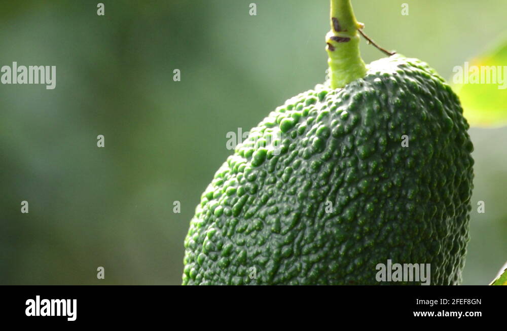 Natural hass avocado fruit hanging in a avocado tree Stock Video ...