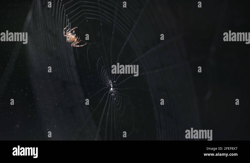 An Orb-Weaver Spider (Araneidae) Building A Spiral Wheel-Shaped Web ...