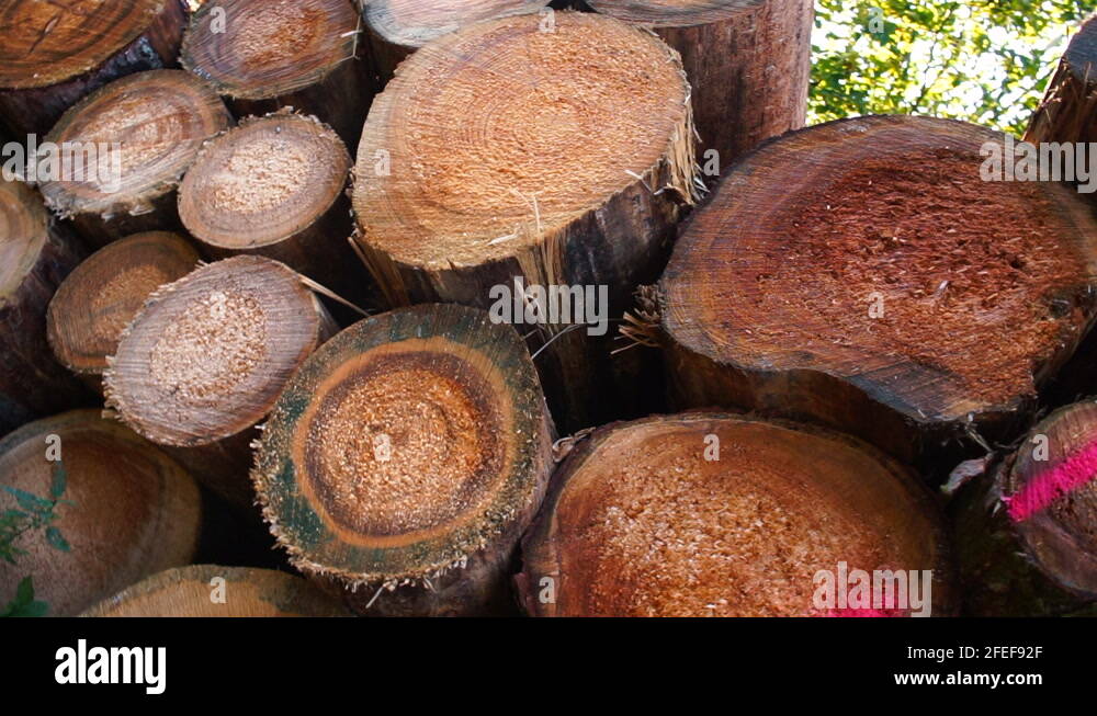 Trunks trees in wood Stock Videos & Footage - HD and 4K Video Clips - Alamy