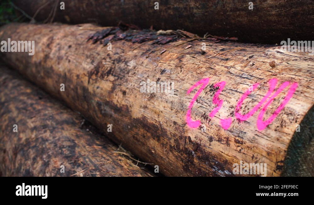 Timber stack sign Stock Videos & Footage - HD and 4K Video Clips - Alamy