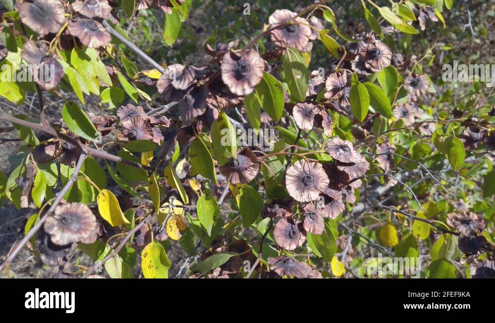 Fruit, branches with thorns and leaves of deciduous shrub Paliurus ...