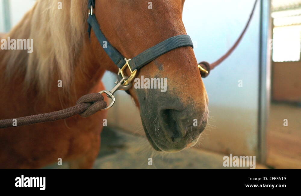 Docile nature Stock Videos & Footage - HD and 4K Video Clips - Alamy