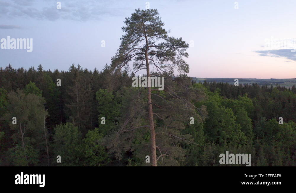 A very tall and old pine tree with a curved top, towering above a dense ...
