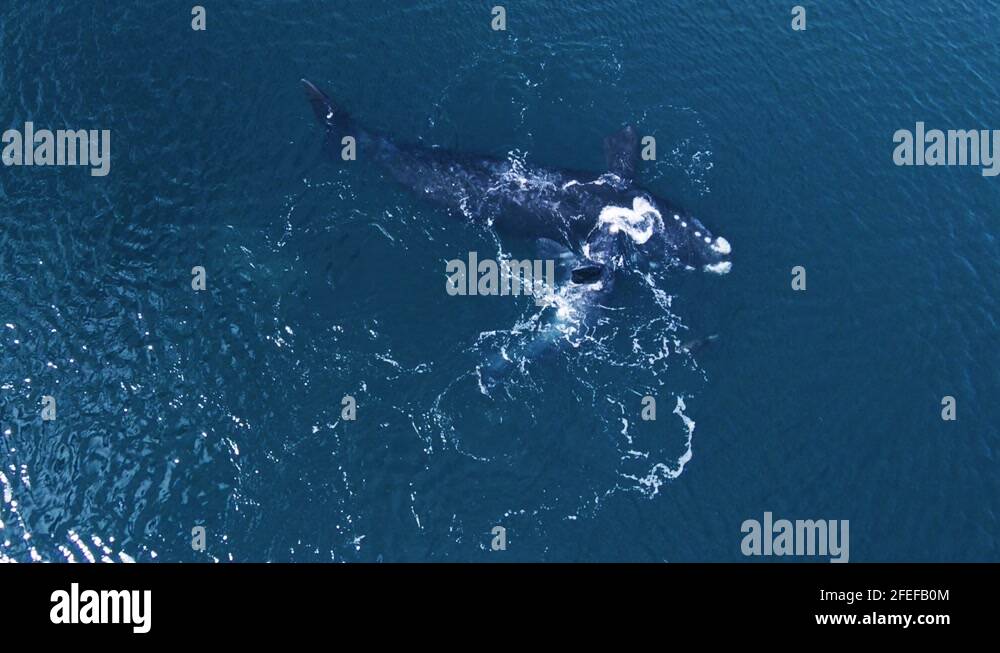 Baby Whale turning around and slapping pectoral fin against de surface ...