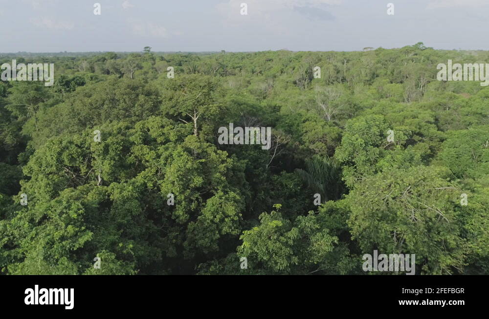 Brazilian amazon rainforest canopy sky Stock Videos & Footage - HD and ...