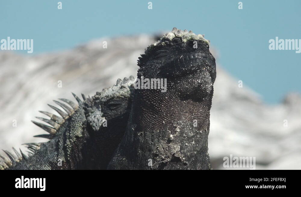 Lizard front face Stock Videos & Footage - HD and 4K Video Clips - Alamy