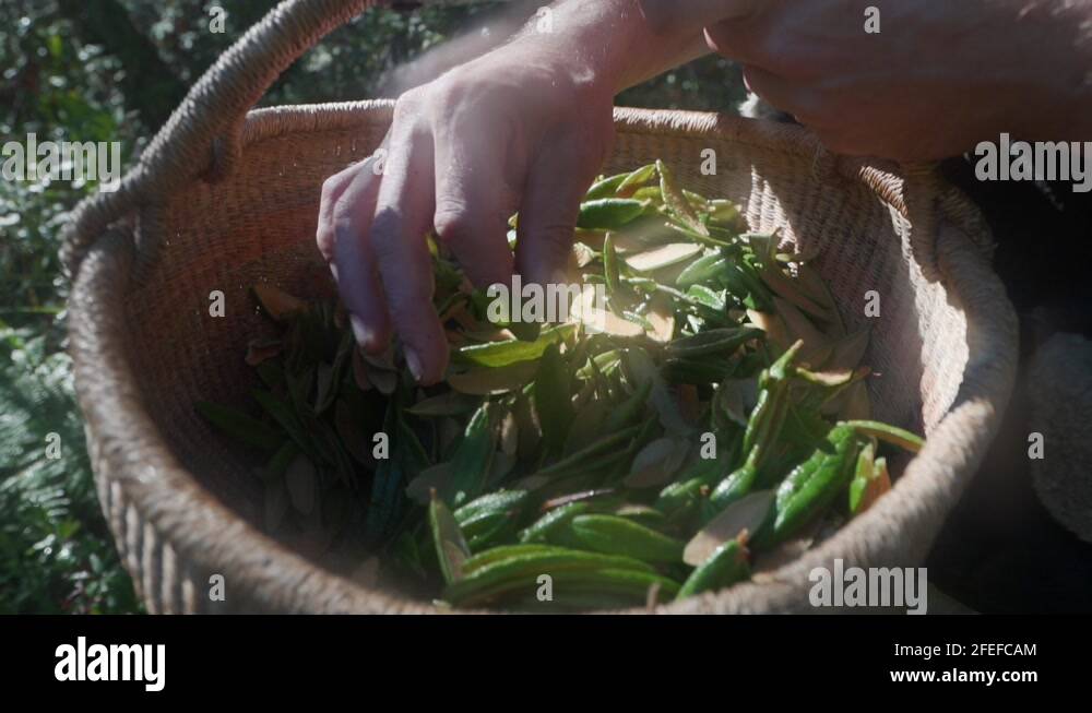 Labrador tea Stock Videos & Footage - HD and 4K Video Clips - Alamy