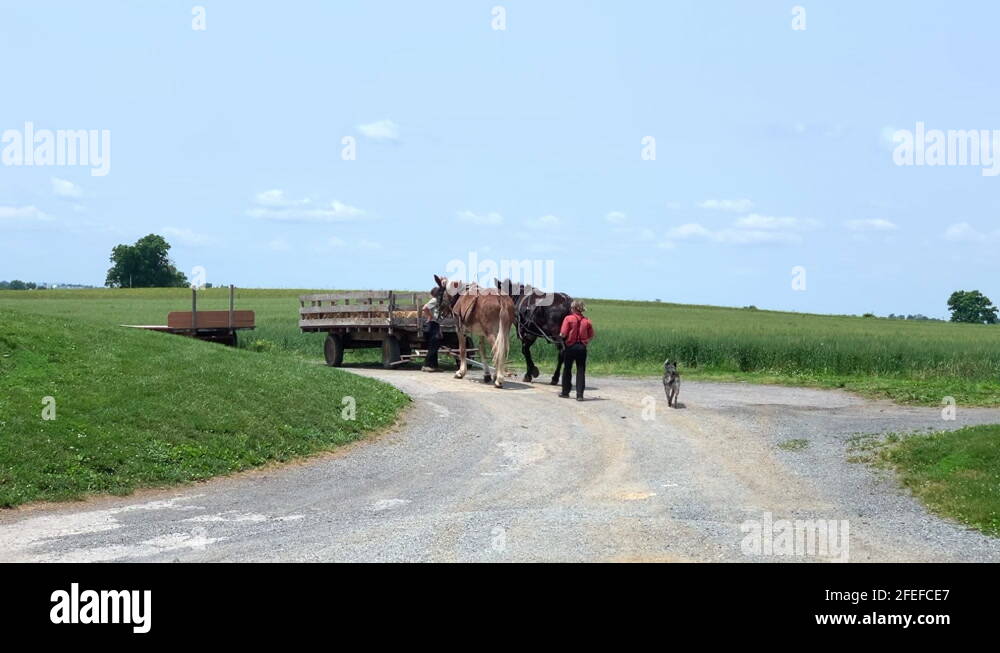Amishcountryhomestead Stock Videos & Footage - HD and 4K Video Clips ...
