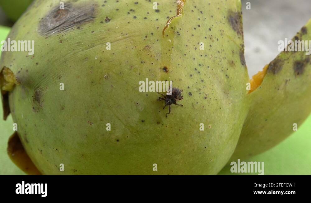 Mango pulp Stock Videos & Footage - HD and 4K Video Clips - Alamy