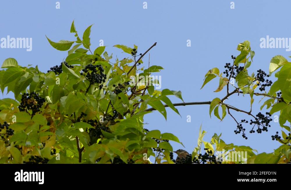 Robin blue Stock Videos & Footage - HD and 4K Video Clips - Alamy