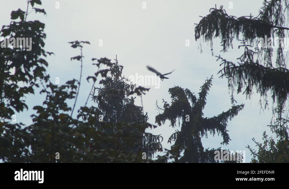 Conifer tree silhouette Stock Videos & Footage - HD and 4K Video Clips ...