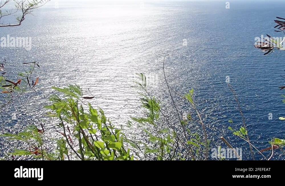 Plants, trees, cactus growing on the cliff in Papua New Guinea, Rabaul ...