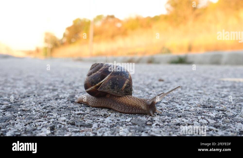 Snail with a coiled shell and two pairs of tentacles on head, crawls on ...