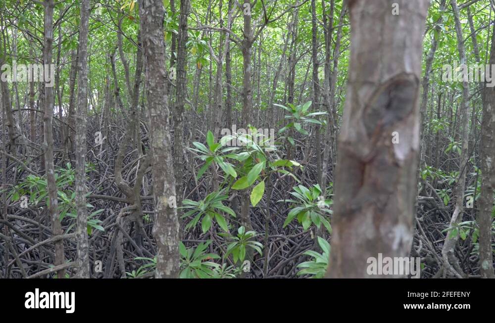 Mangroves dense forest Stock Videos & Footage - HD and 4K Video Clips ...