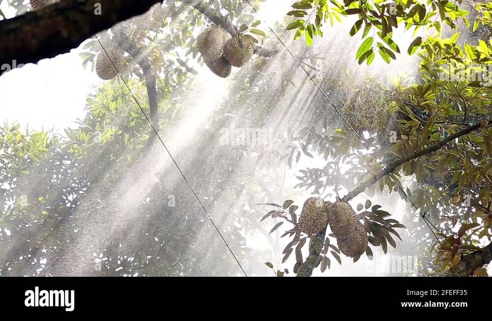 Farmer's Spraying Liquid Fertilizer On Big, Tall Durian Tree Stock ...