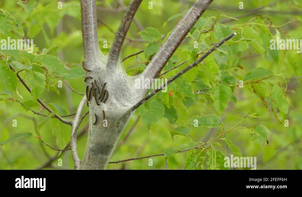 Tent Caterpillarsing on outside of woven tent in between branches of ...