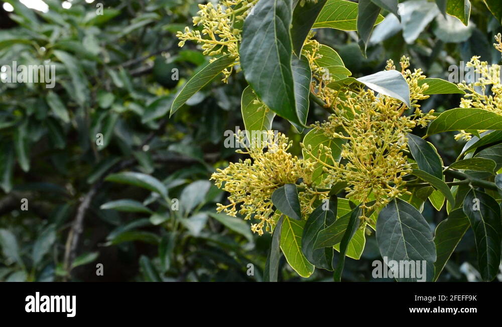 Avocado flowers Stock Videos & Footage - HD and 4K Video Clips - Alamy