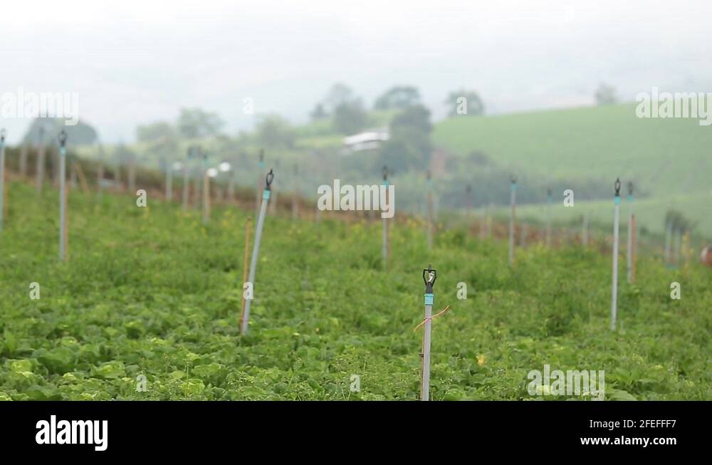 Chinese Cabbage Farm With The Automatic Sprinkler System With Mountain ...