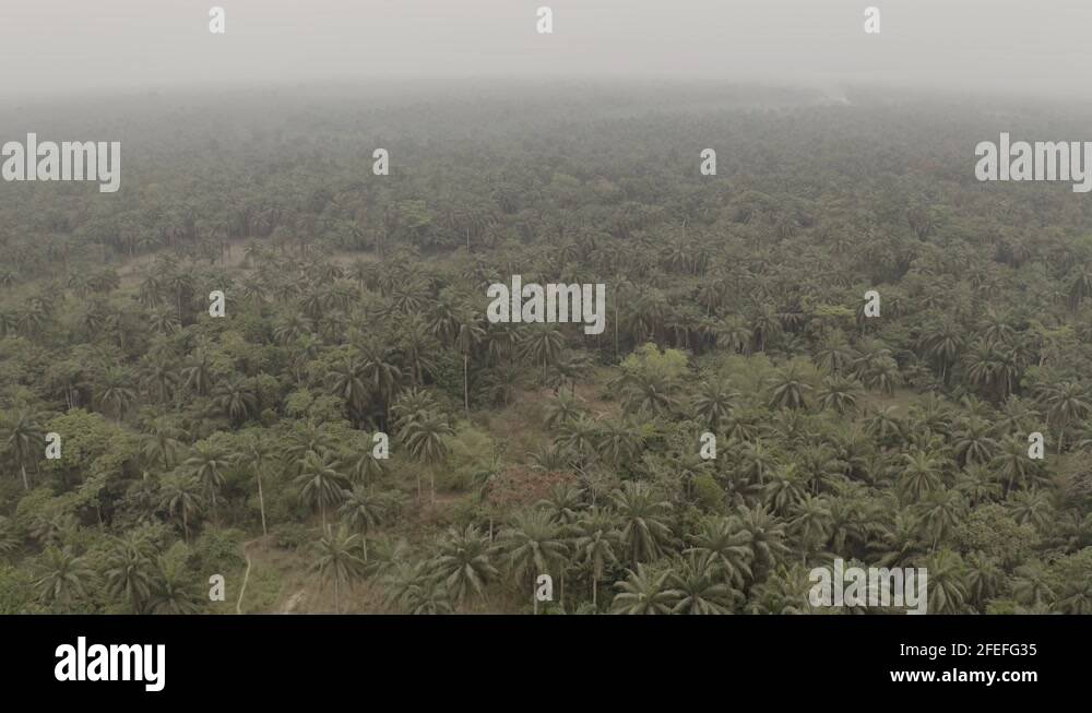 African palm forest Stock Videos & Footage - HD and 4K Video Clips - Alamy