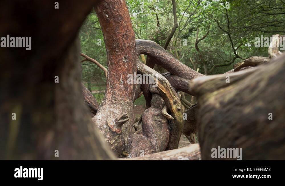 Serpentine tree Stock Videos & Footage - HD and 4K Video Clips - Alamy