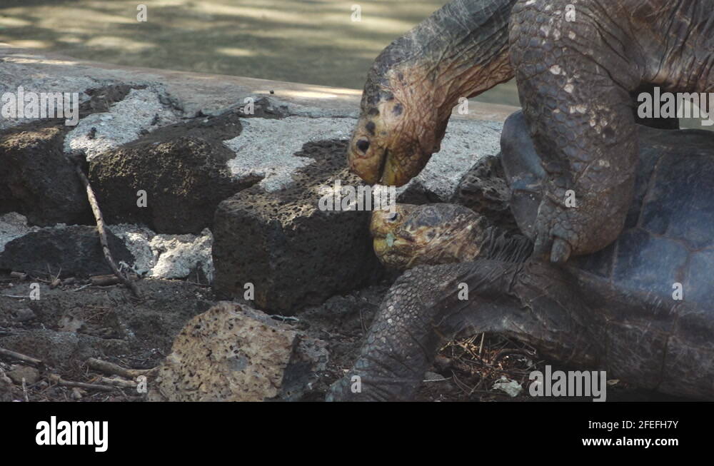 Mating face Stock Videos & Footage - HD and 4K Video Clips - Alamy