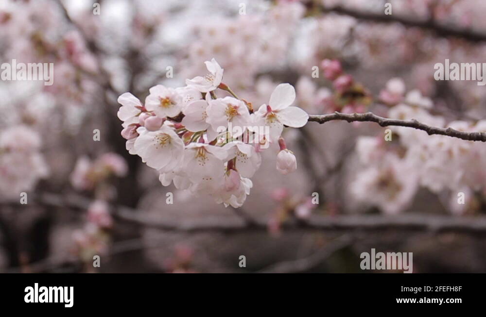 Japan tree wind Stock Videos & Footage - HD and 4K Video Clips - Alamy