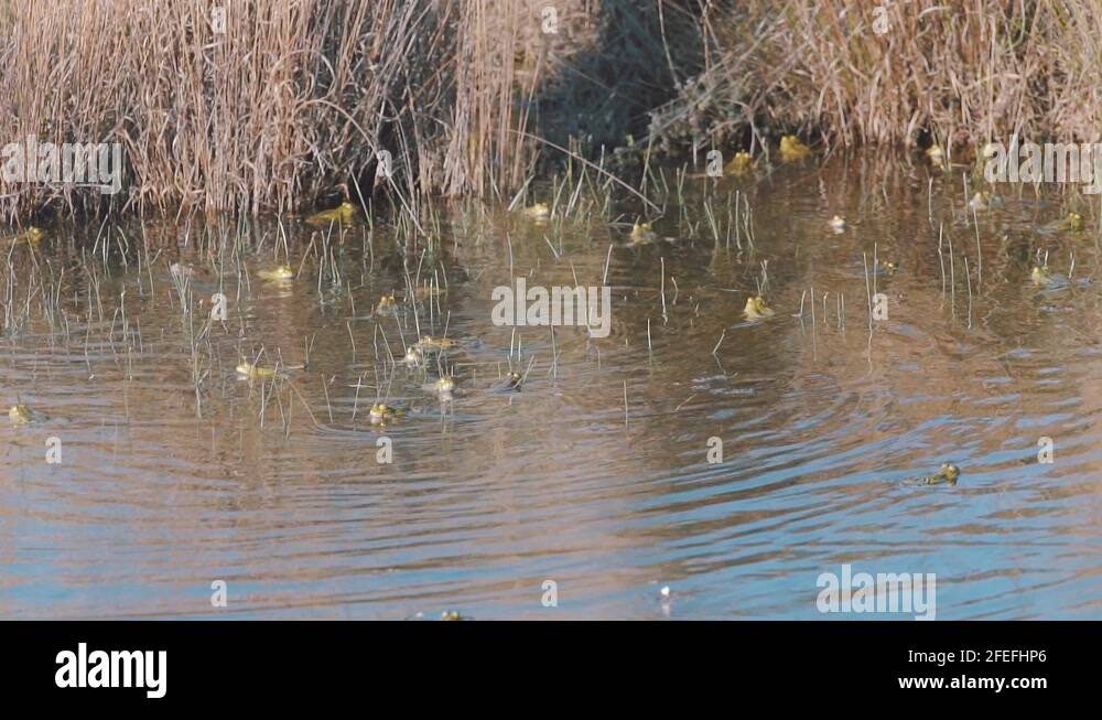 Army body Stock Videos & Footage - HD and 4K Video Clips - Alamy