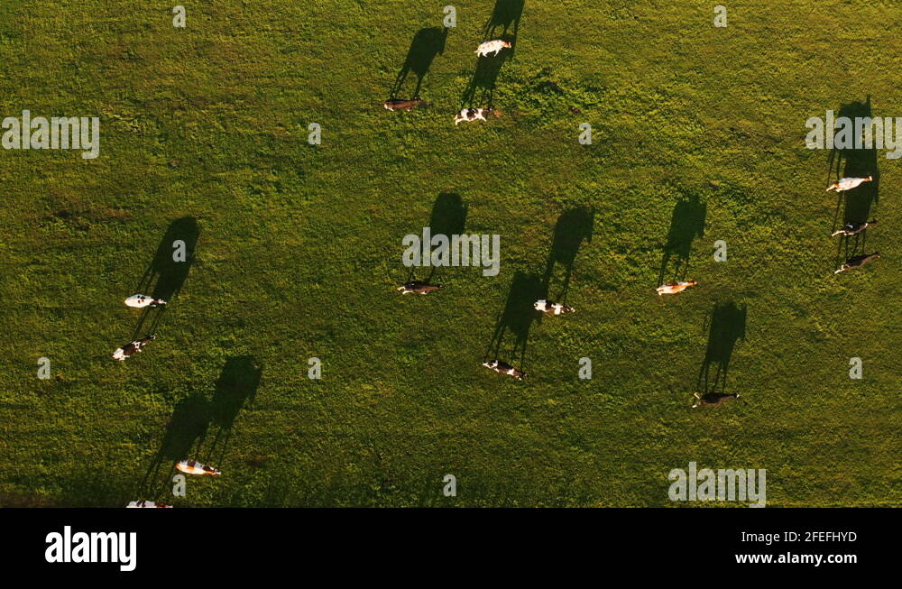 Farm Animals - Top-down View Of A Flock Of Domestic Goat Walking And ...