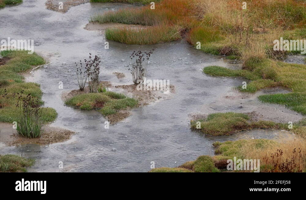 Plants for a water feature Stock Videos & Footage - HD and 4K Video ...