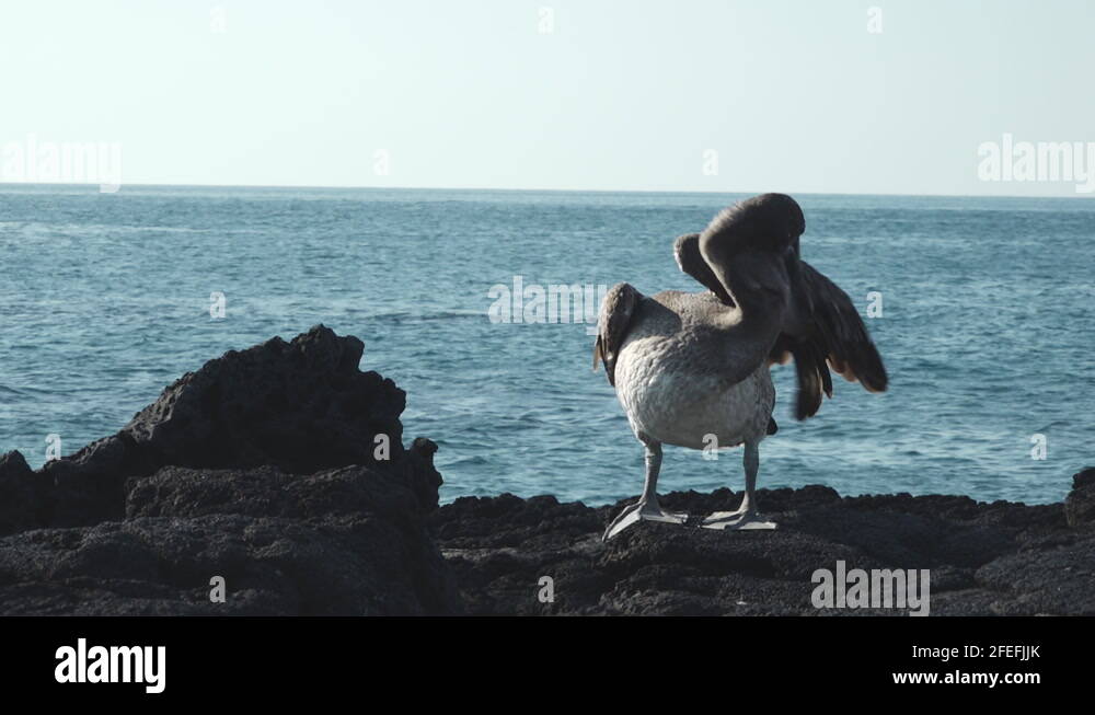 Pelican gular pouch Stock Videos & Footage - HD and 4K Video Clips - Alamy