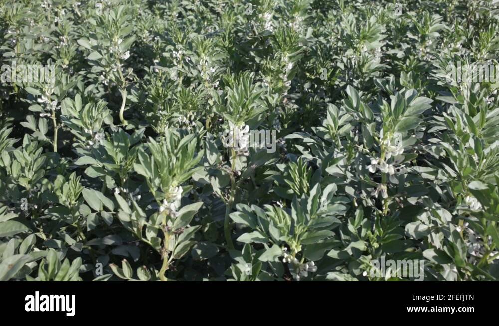 Sprouts beans Stock Videos & Footage - HD and 4K Video Clips - Alamy