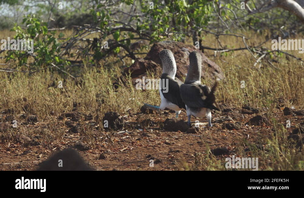 Blue Footed Booby Couple Pecking Beaks During Mating Ritual Lifting ...