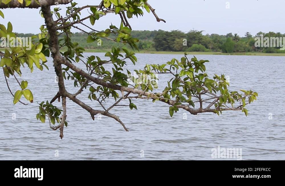 Tank tree Stock Videos & Footage - HD and 4K Video Clips - Alamy