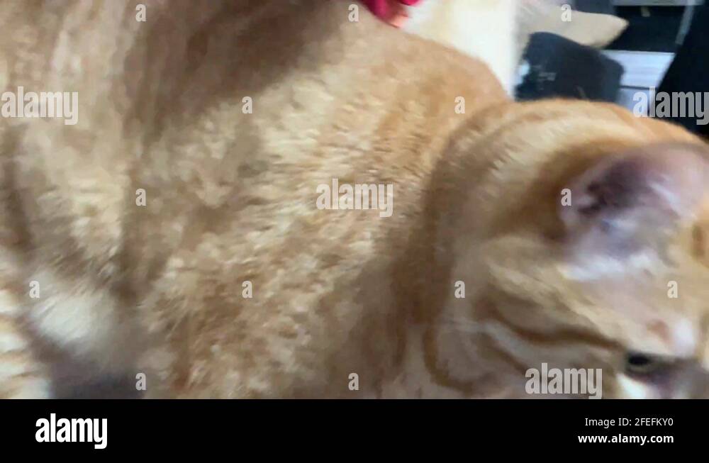 Kitty kibble Stock Videos & Footage - HD and 4K Video Clips - Alamy