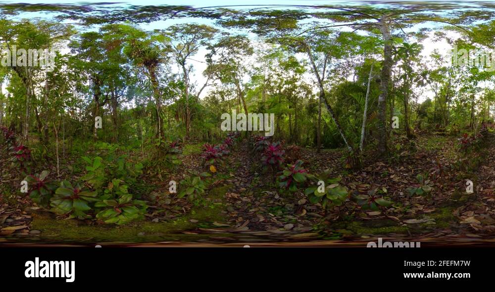 Rainforest in the Philippines. 360-Degree view Stock Video Footage - Alamy