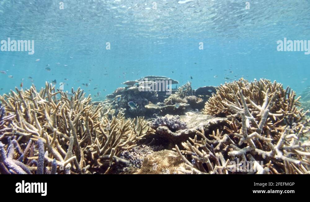 Great barrier reef light Stock Videos & Footage - HD and 4K Video Clips ...