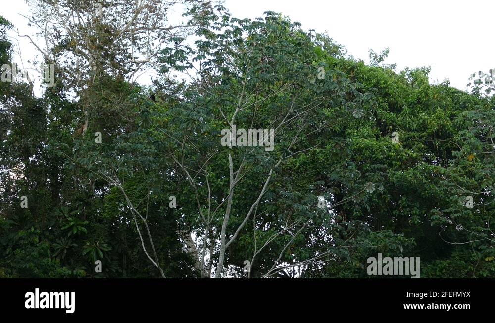 Audio sequence Stock Videos & Footage - HD and 4K Video Clips - Alamy