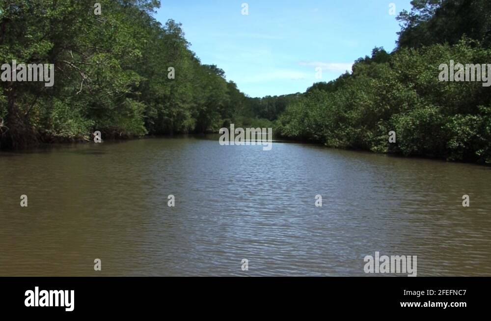 Mangroves by the river bank Stock Videos & Footage - HD and 4K Video ...