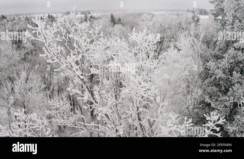 Tall poplar tree Stock Videos & Footage - HD and 4K Video Clips - Alamy