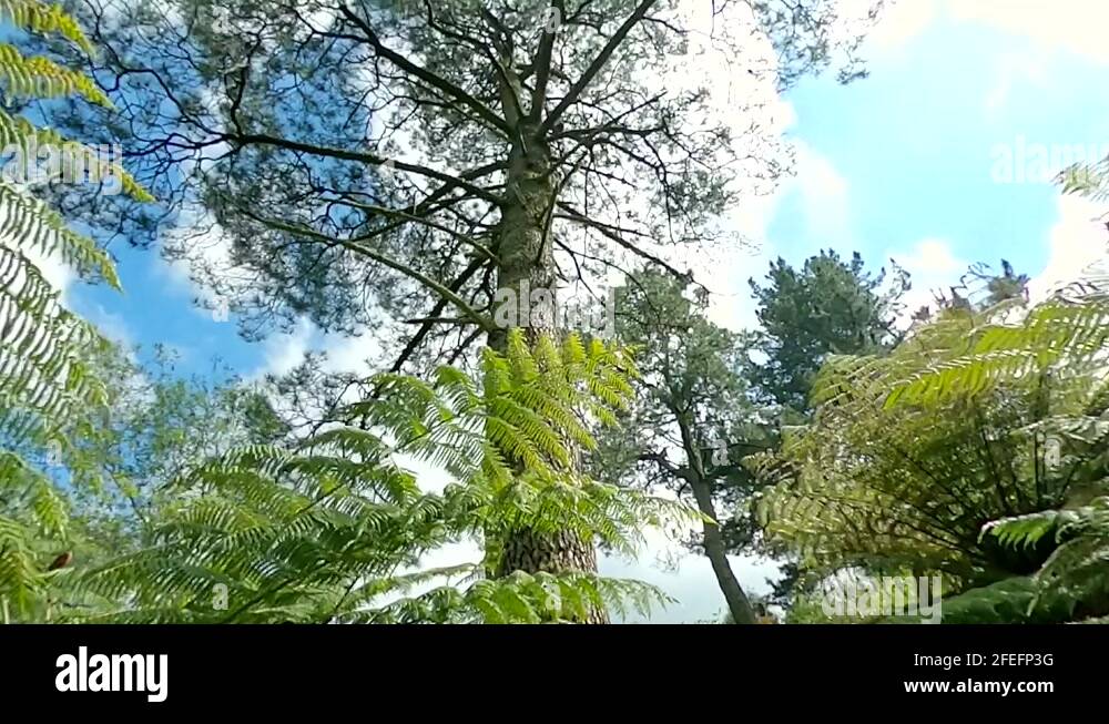 Tall tree towering into the sky with sun rays beaming through the ...